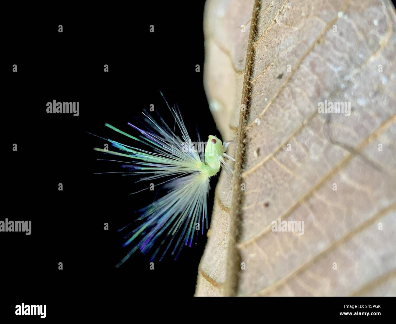 Tiny green planthopper nymph with fiber optic-like tails. Family ...