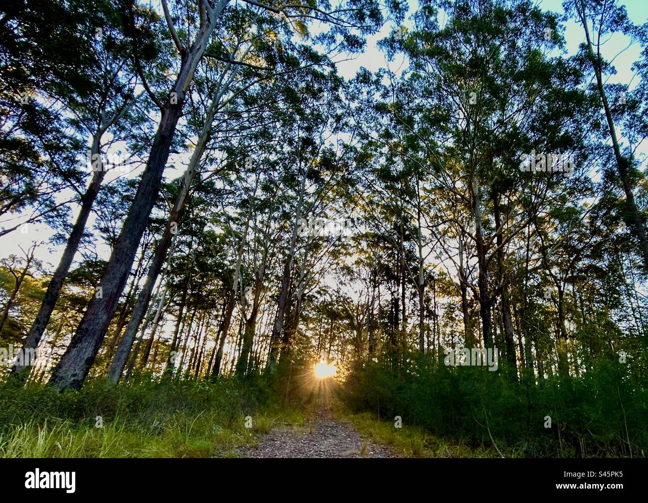 Trees natural beauty hi-res stock photography and images - Alamy