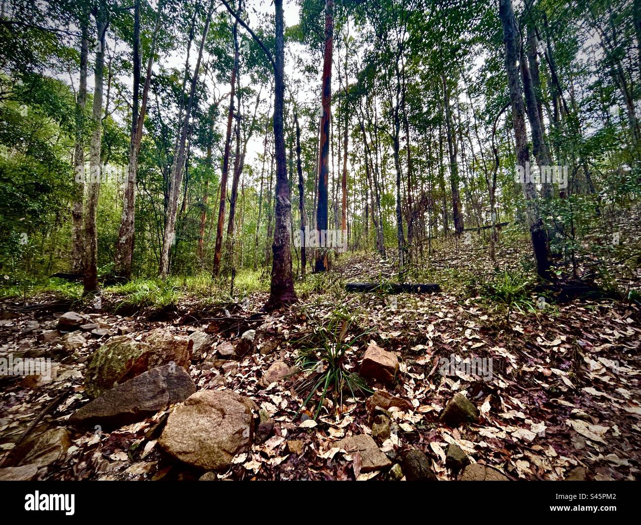 Bushland scene hi-res stock photography and images - Alamy