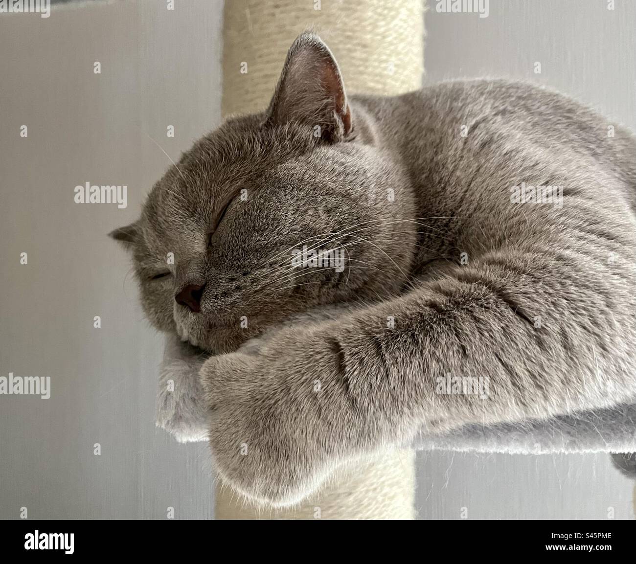 British kurzhaar kater hi-res stock photography and images - Alamy