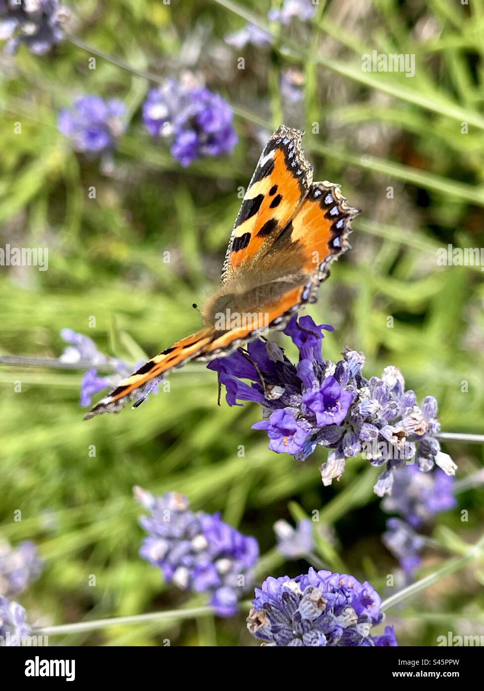 Lavender butterfly hi-res stock photography and images - Alamy