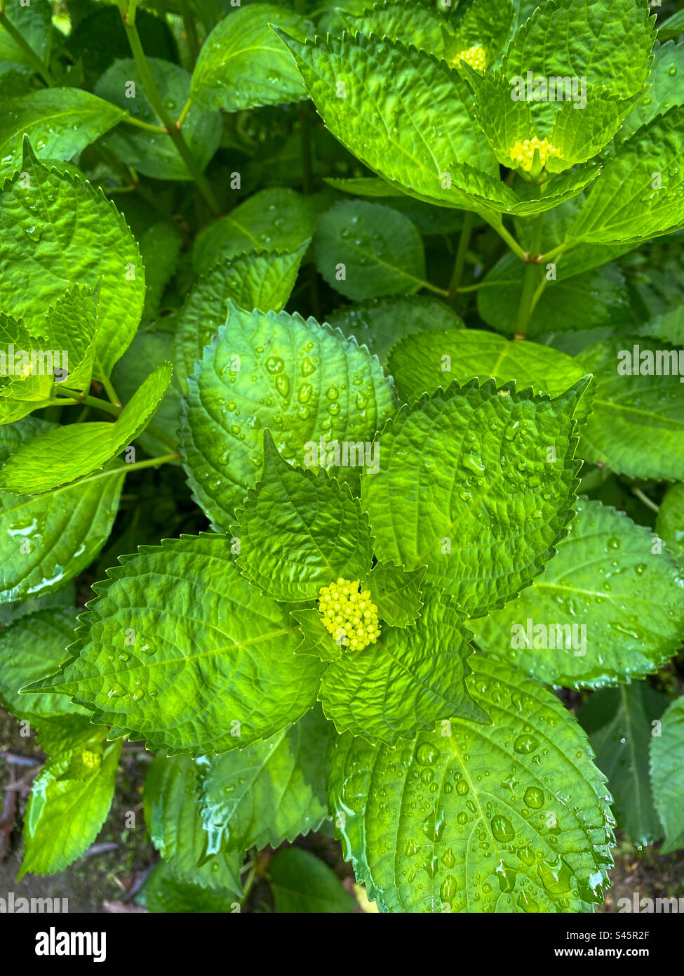 Wild hydrangeas getting ready to bloom at n spring on Sao Miguel Island ...