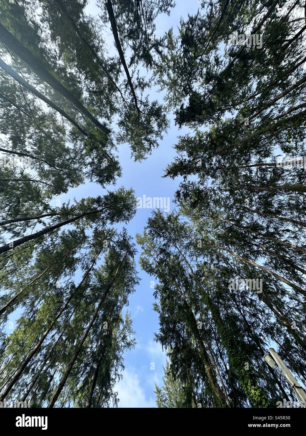 Natural pine trees hi-res stock photography and images - Alamy