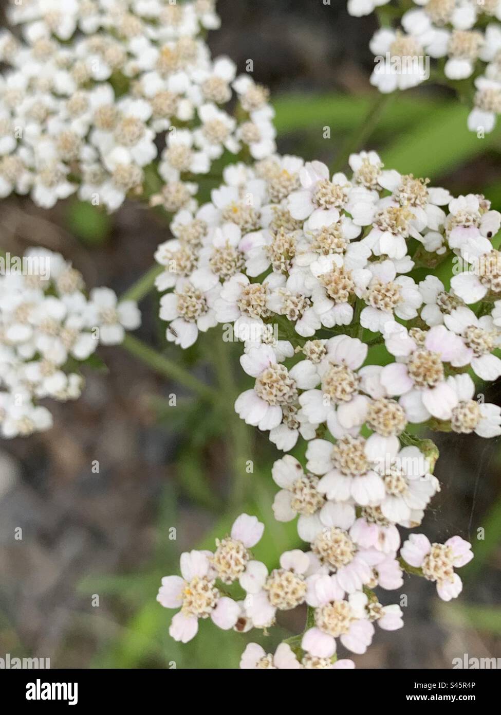 Yarrow close up hi-res stock photography and images - Alamy