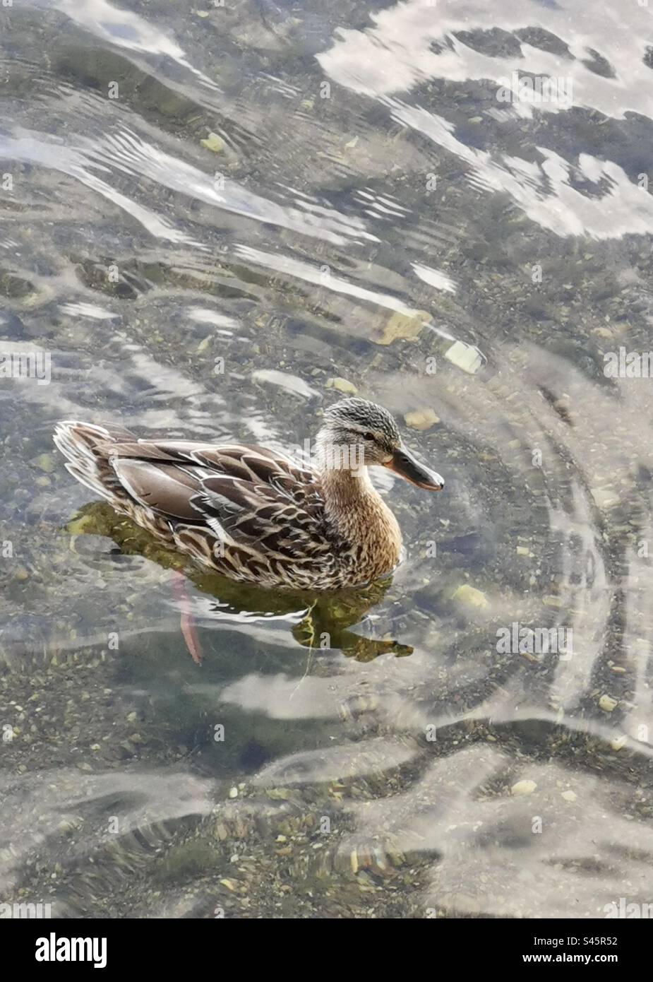 Danish duck hi-res stock photography and images - Alamy