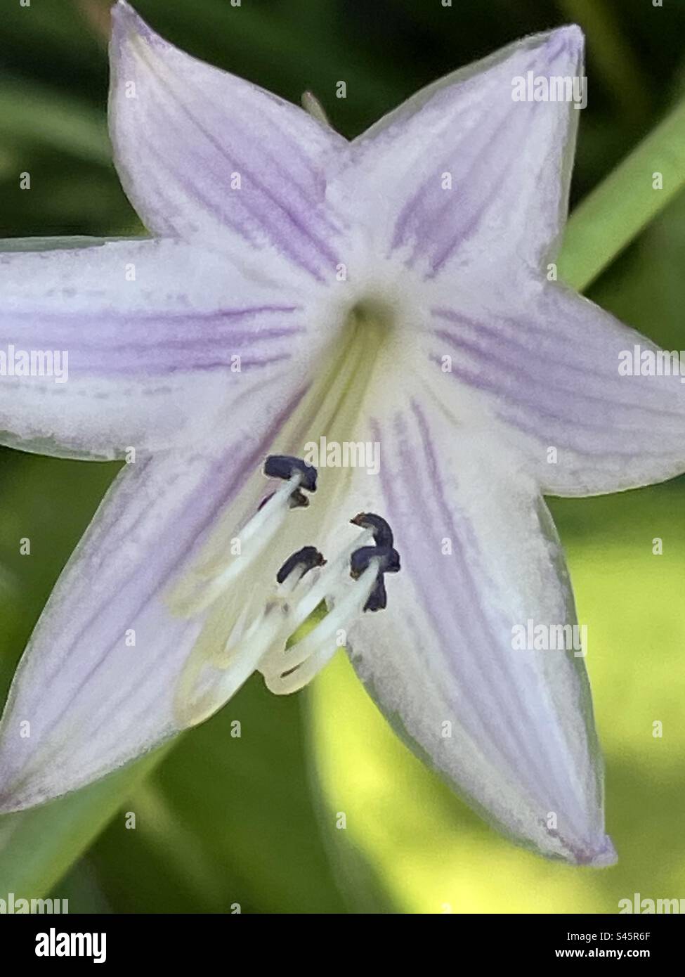 Purple and white hosta flower in full bloom Stock Photo - Alamy