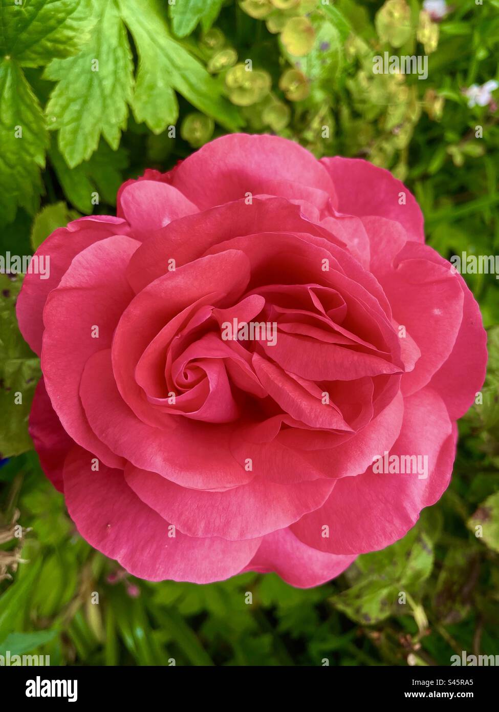 Ruby rose where hi-res stock photography and images - Alamy