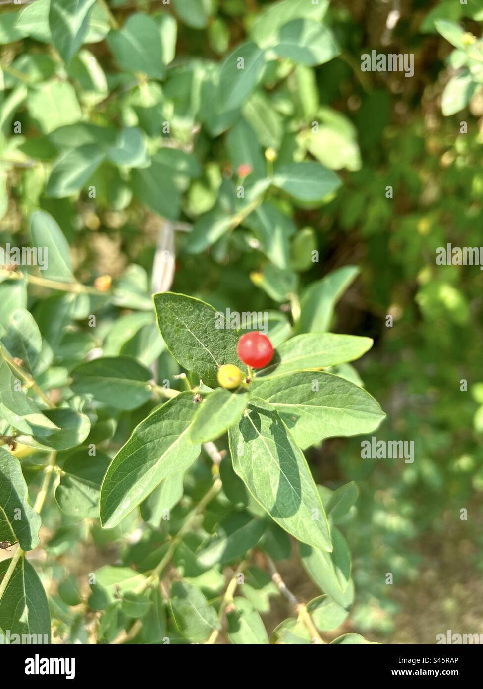 Fruition hi-res stock photography and images - Alamy