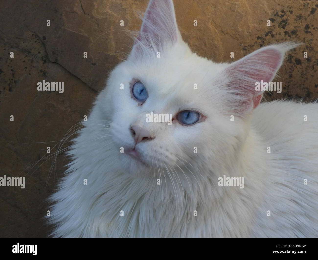 Blue ears hi-res stock photography and images - Alamy