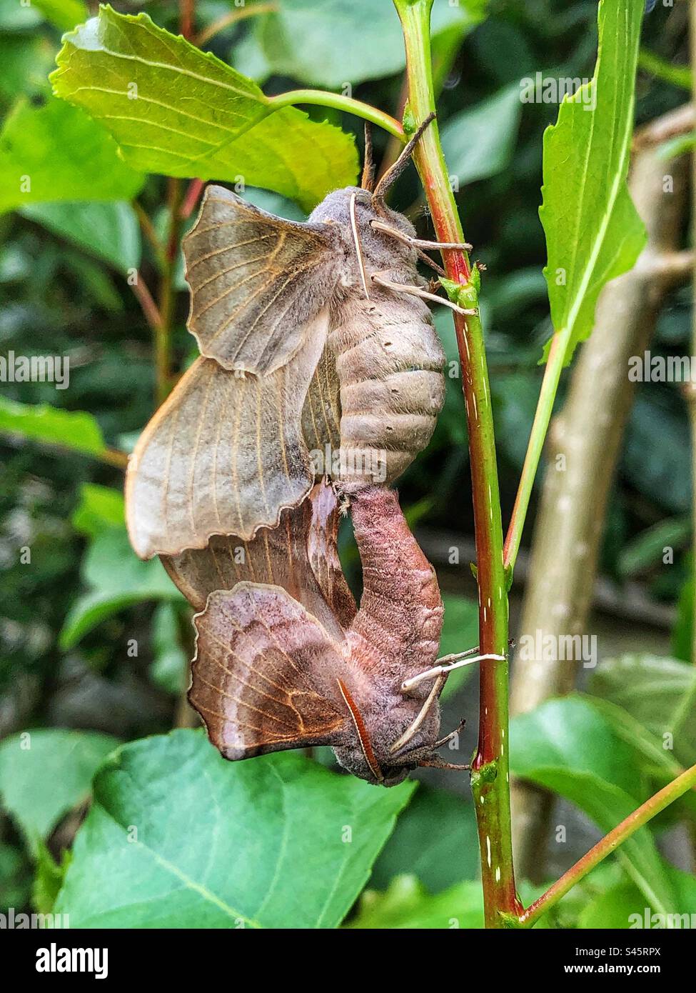 Poplar hawk moth (Laothoe populi) mating pair resting on a poplar tree ...