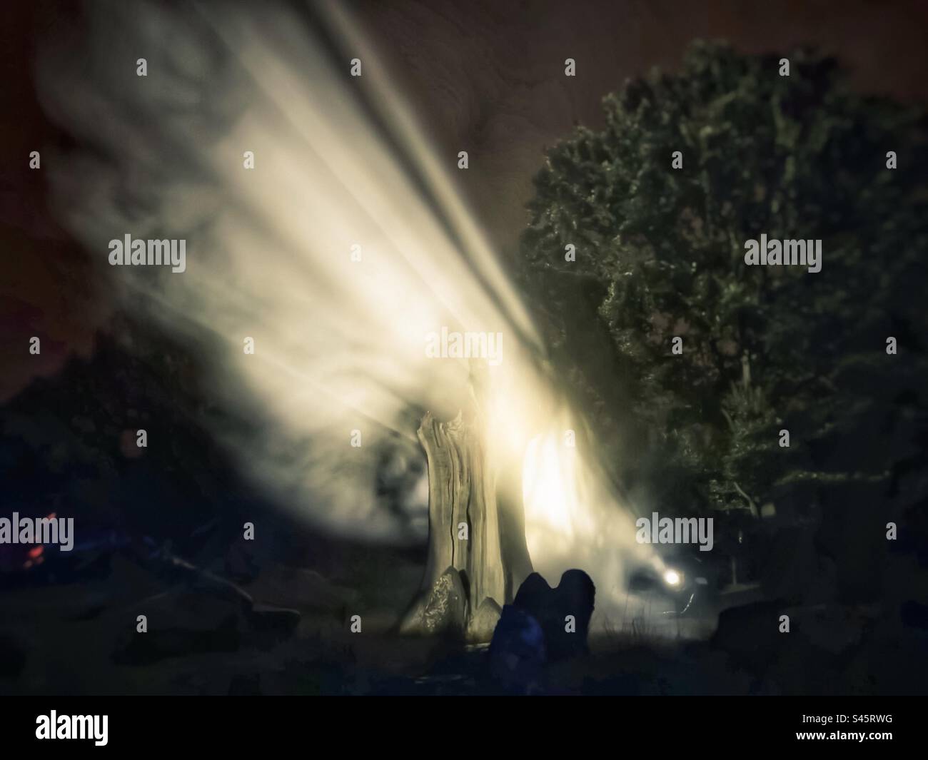 Ghost of a tree, light projection onto tree stump, remains of 100 year ...