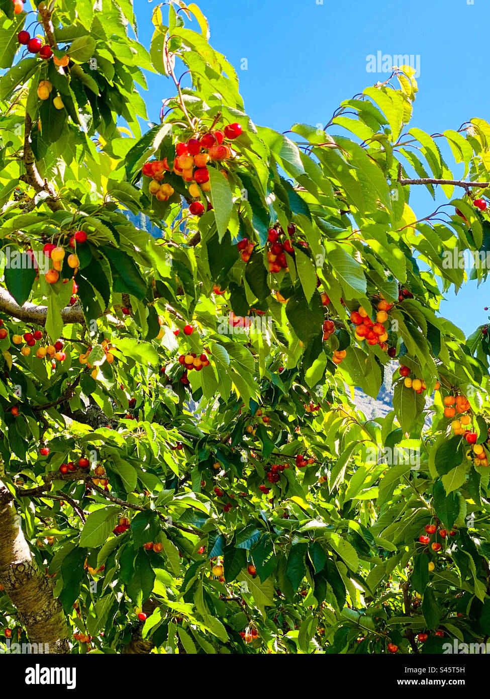 Fresh cherries growing on a cherry tree in the summer sunshine Stock ...