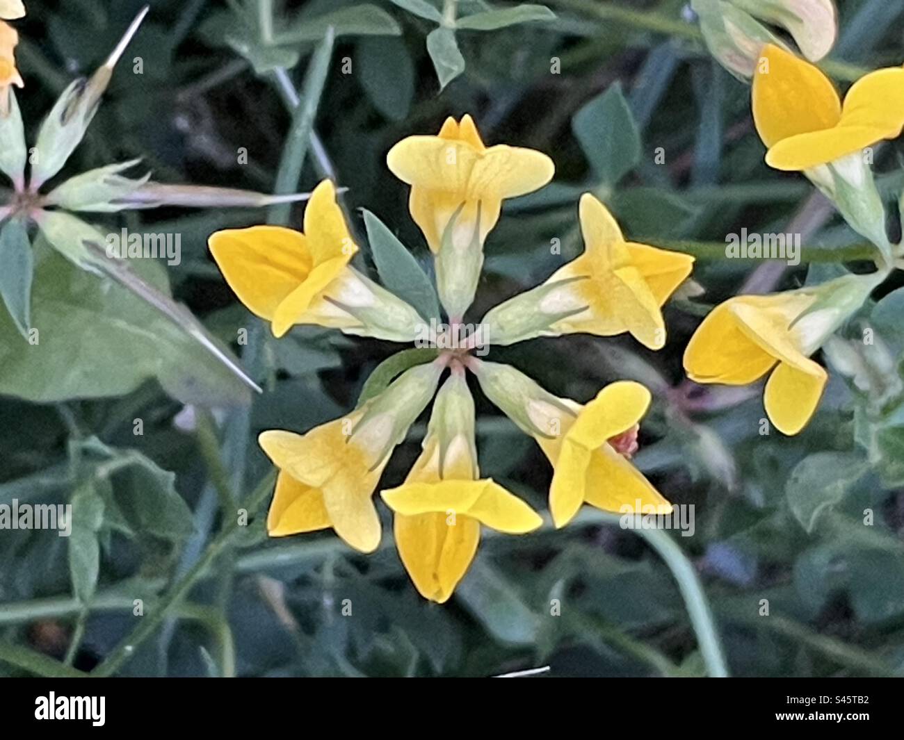 Very pretty yellow birds foot trefoil growing wild in nature Stock ...