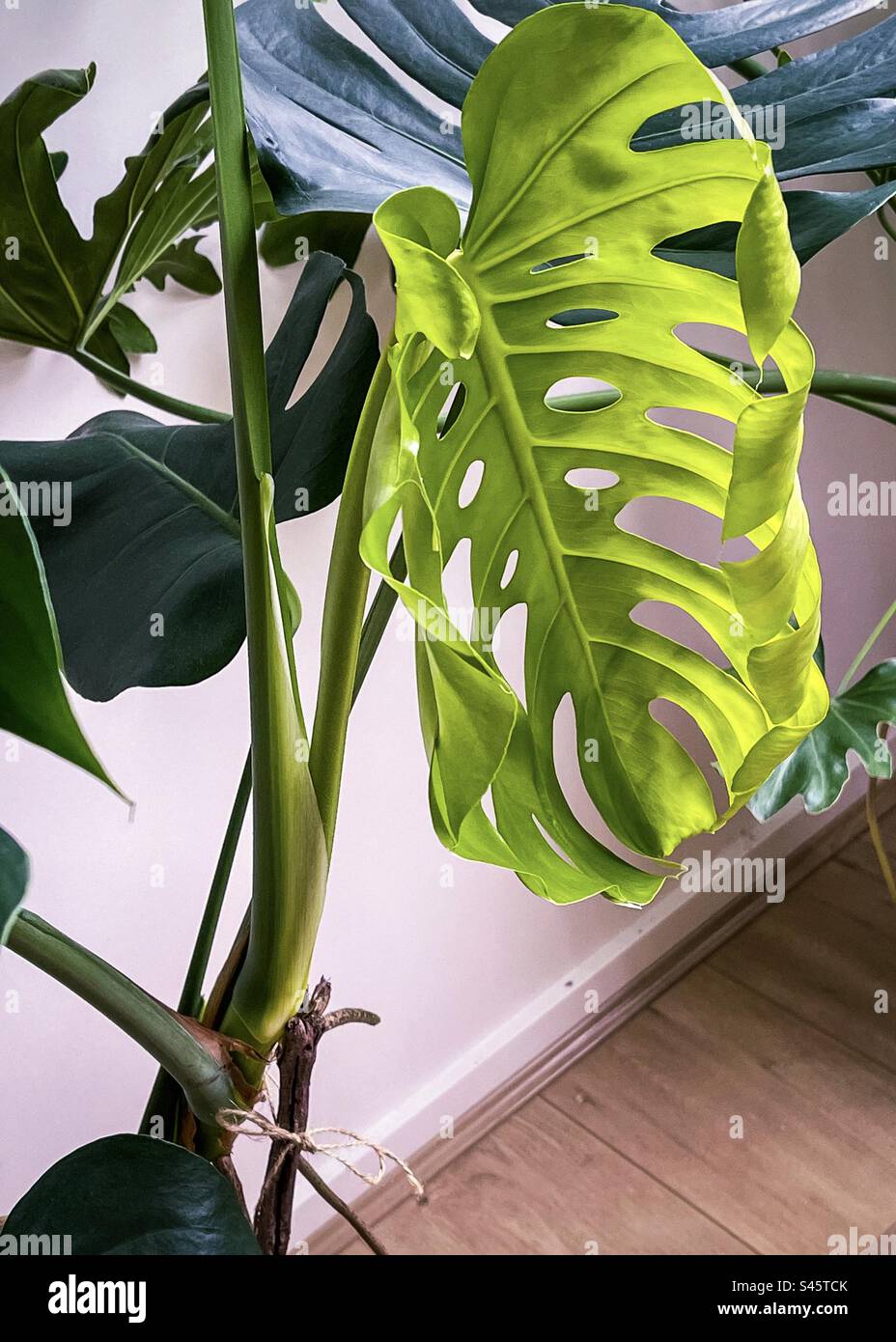 Monstera deliciosa houseplant hi-res stock photography and images - Alamy