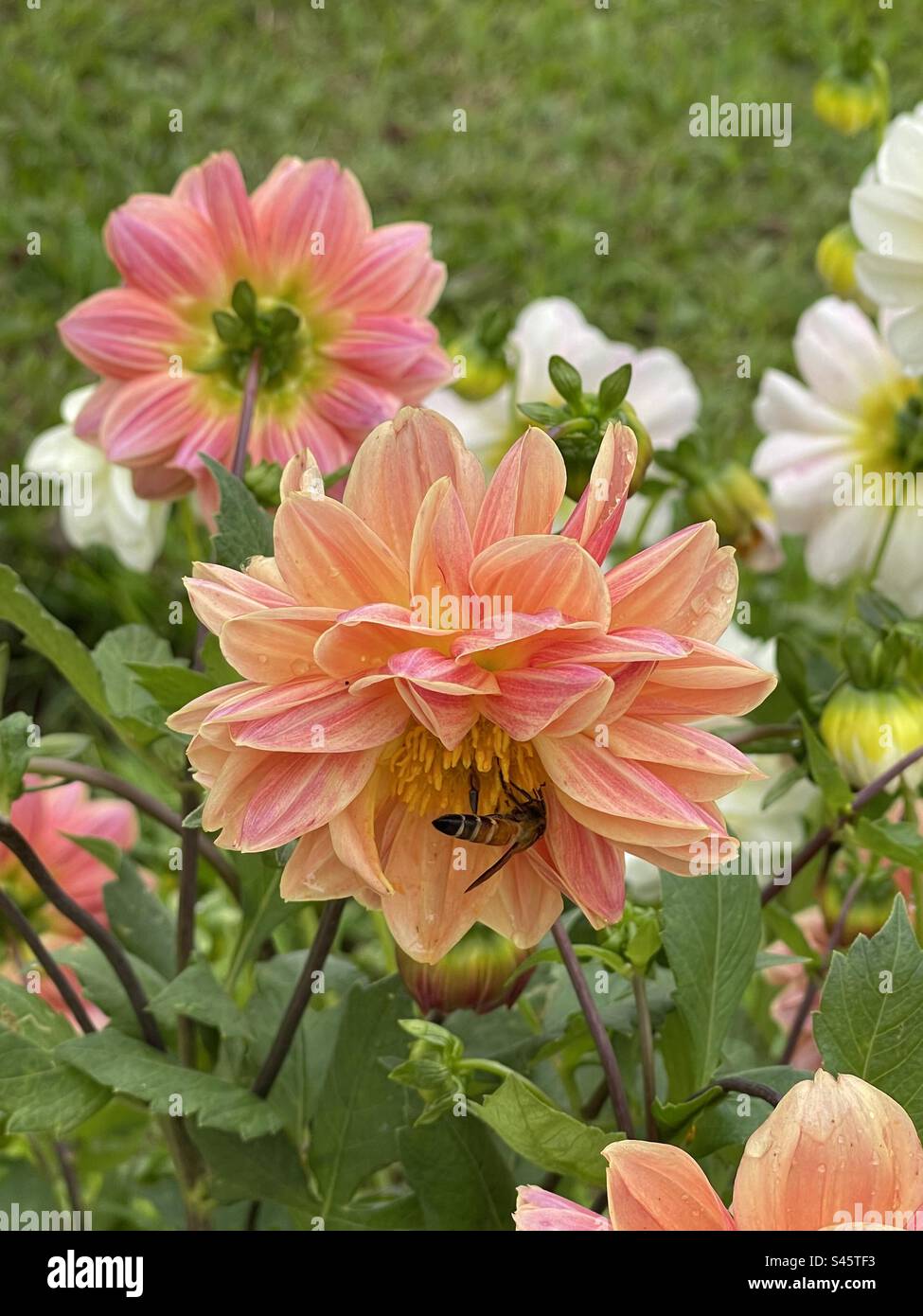Close up photo of a honey bee busy collecting nectar from Dahlia flower ...