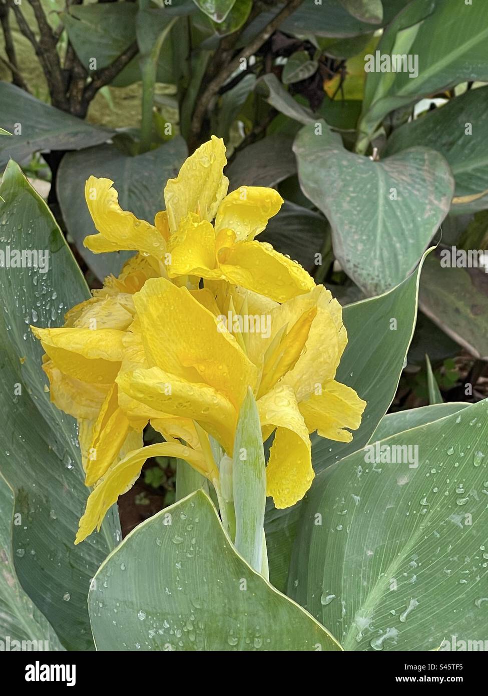 Yellow canna plant with a flower an thousands of rain drops in it ...