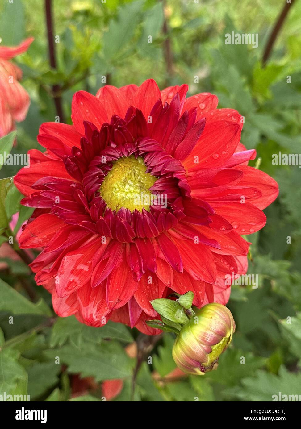 Zoomed pic of a dahlia flower - Raja Seat Garden Madikeri Stock Photo ...