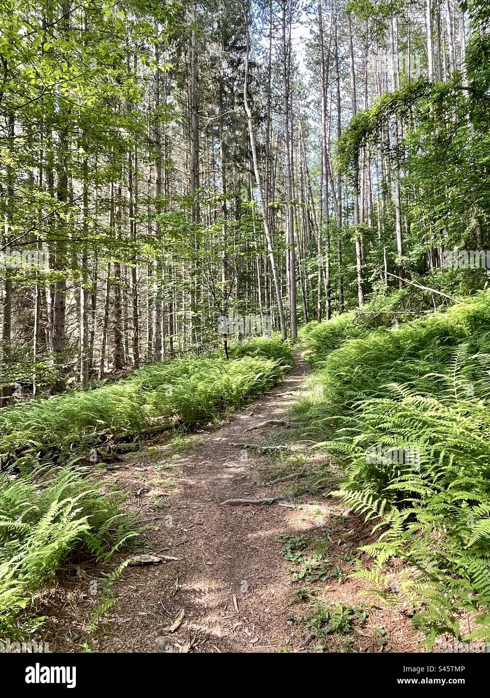 Golden morning light filtering through verdant green leaves, dappled ...