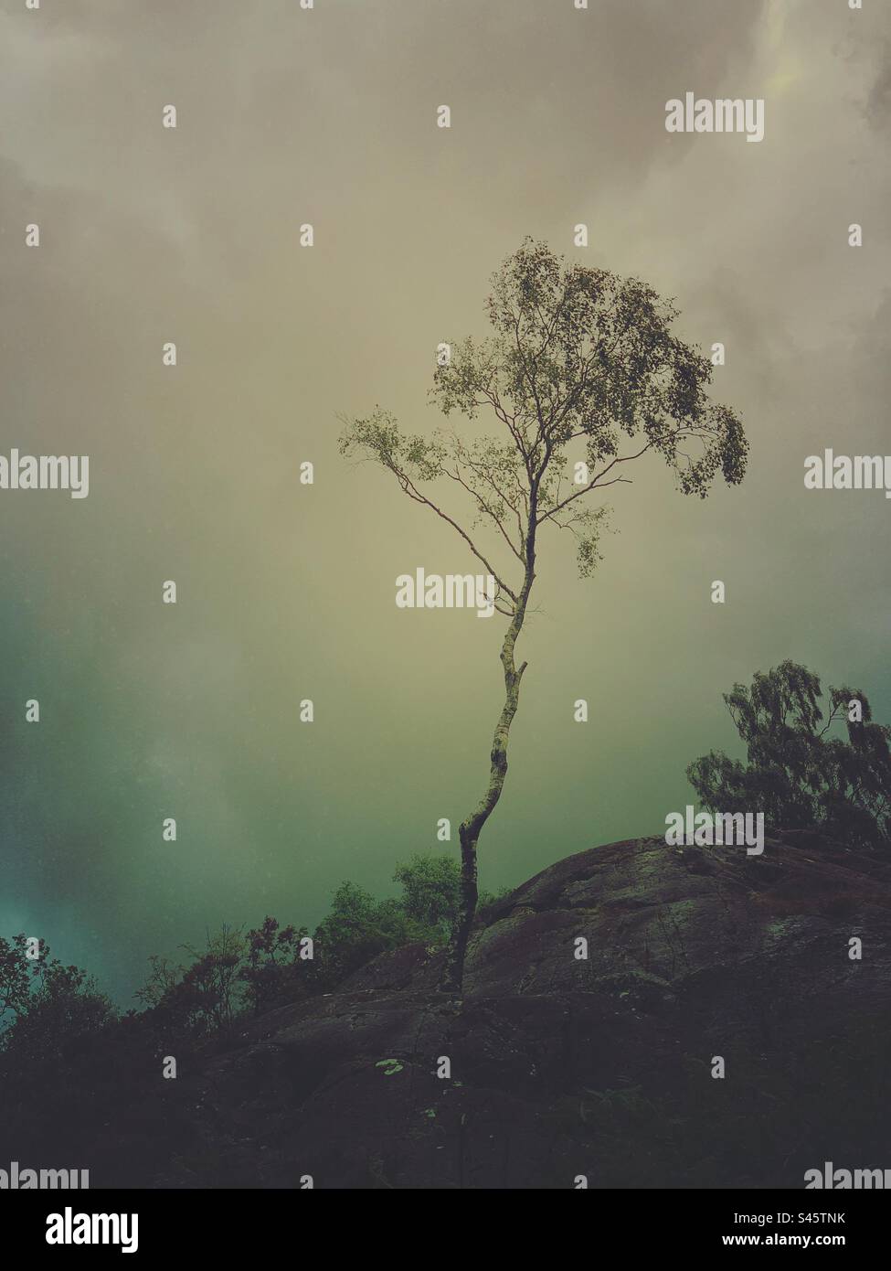 A dark lone tree on rocks with a dark moody sky - dark gothic tree ...