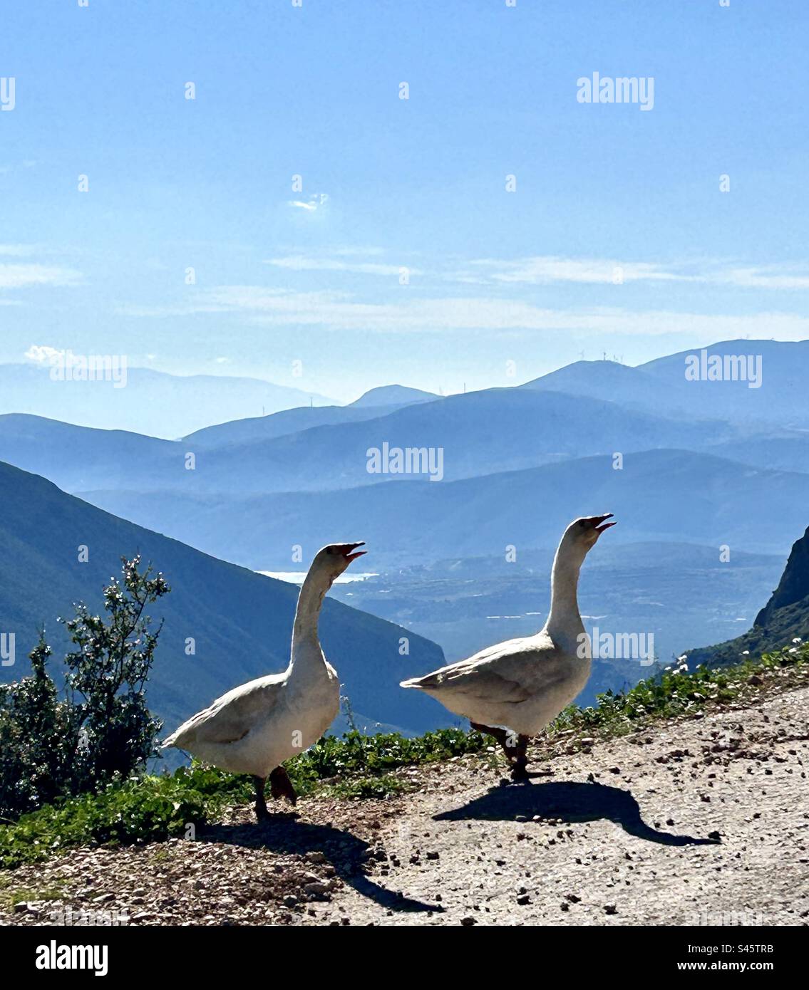 Mountain ducks hi-res stock photography and images - Alamy