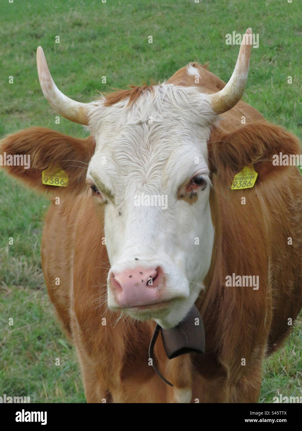 Cow horn hi-res stock photography and images - Alamy