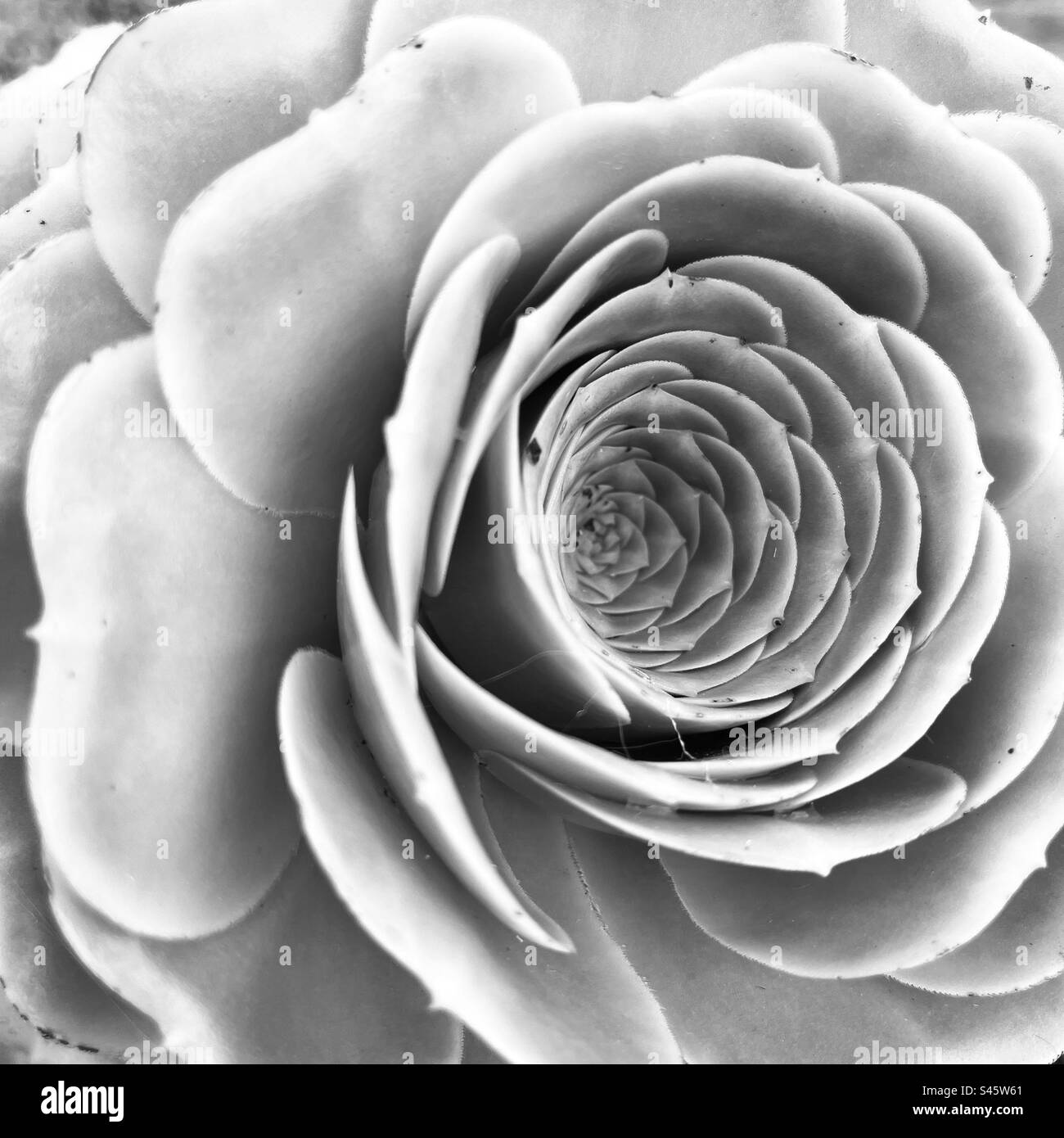 Spiralling plant Black and White Stock Photos & Images - Alamy