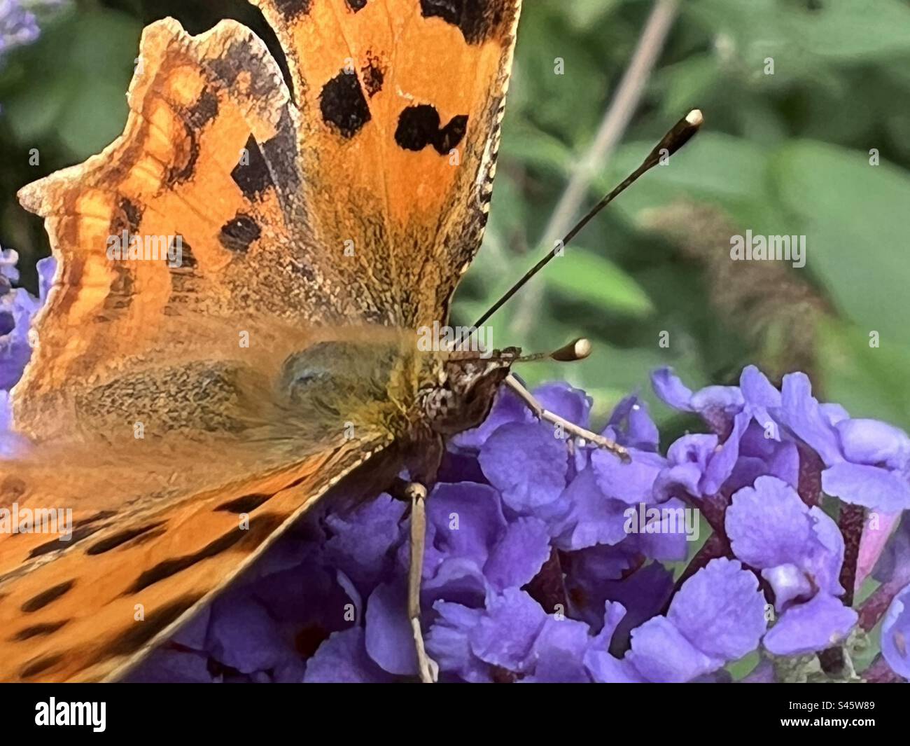 Comma butterfly, Polygonia Comma Album, feeding on a purple Buddlea ...