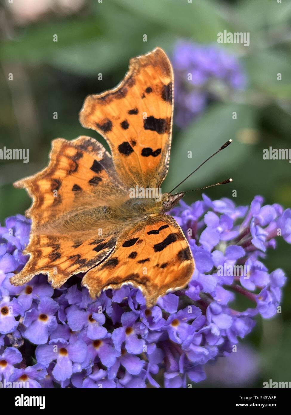 Comma butterfly, Poligonia Comma Album, feeding on a purple Buddlea ...