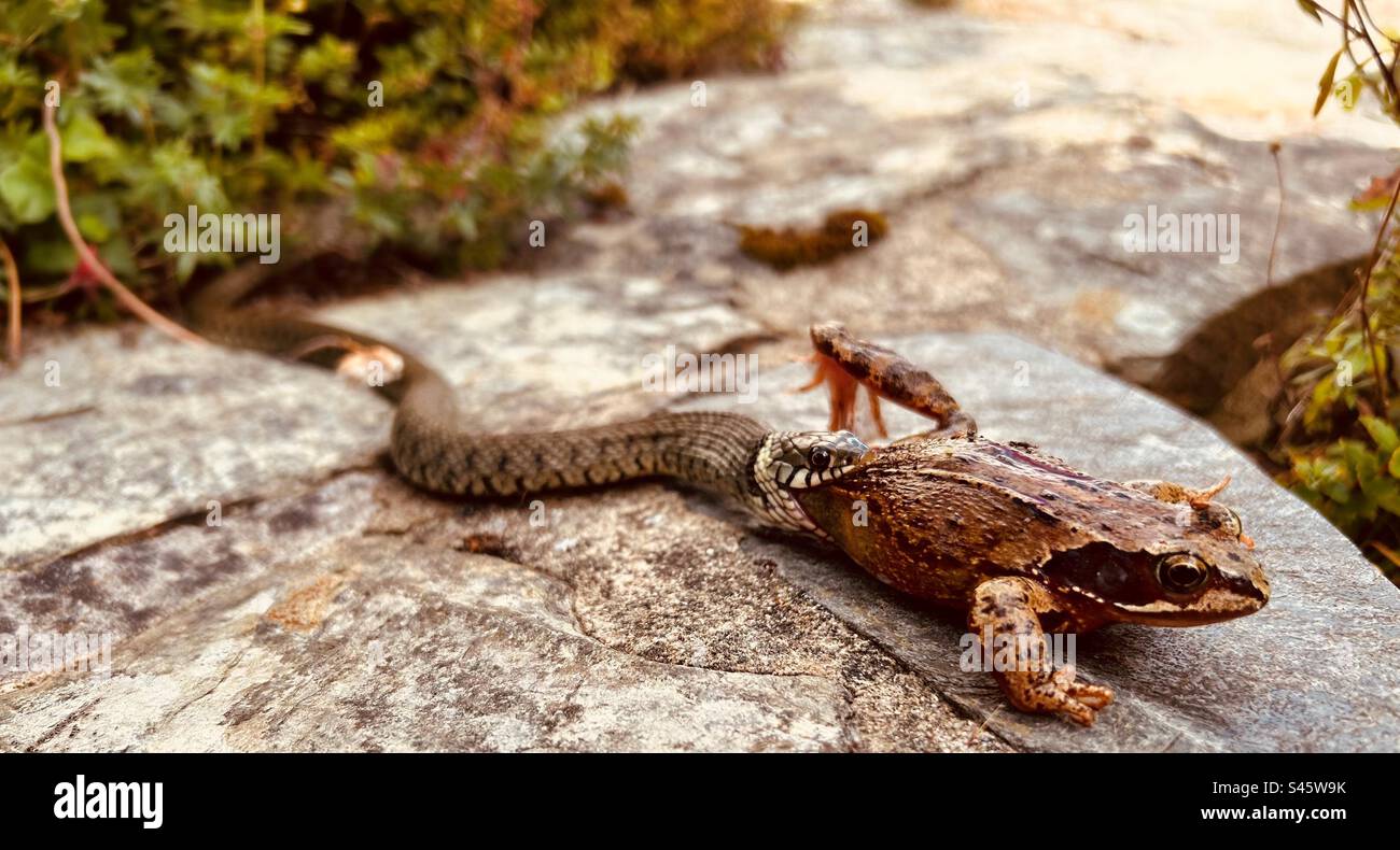 grass snake catches common frog Stock Photo - Alamy