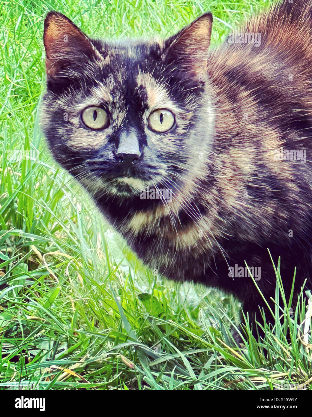 Tortie cat hi-res stock photography and images - Alamy
