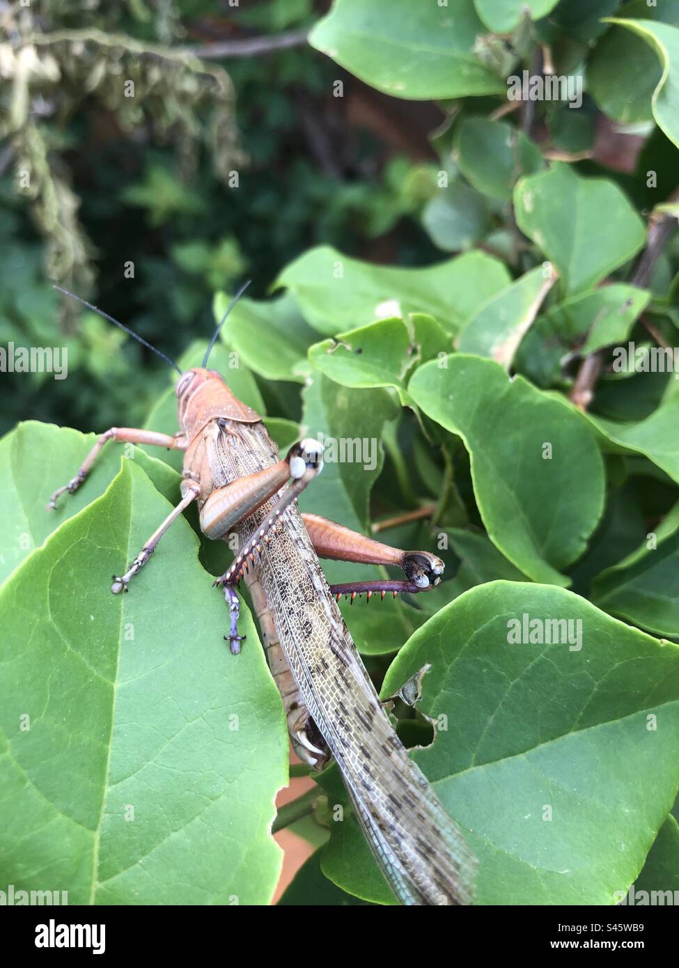 Locust skin hi-res stock photography and images - Alamy