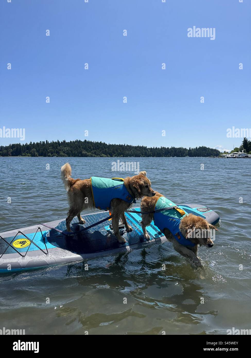 Dogs on paddle board hi-res stock photography and images - Alamy