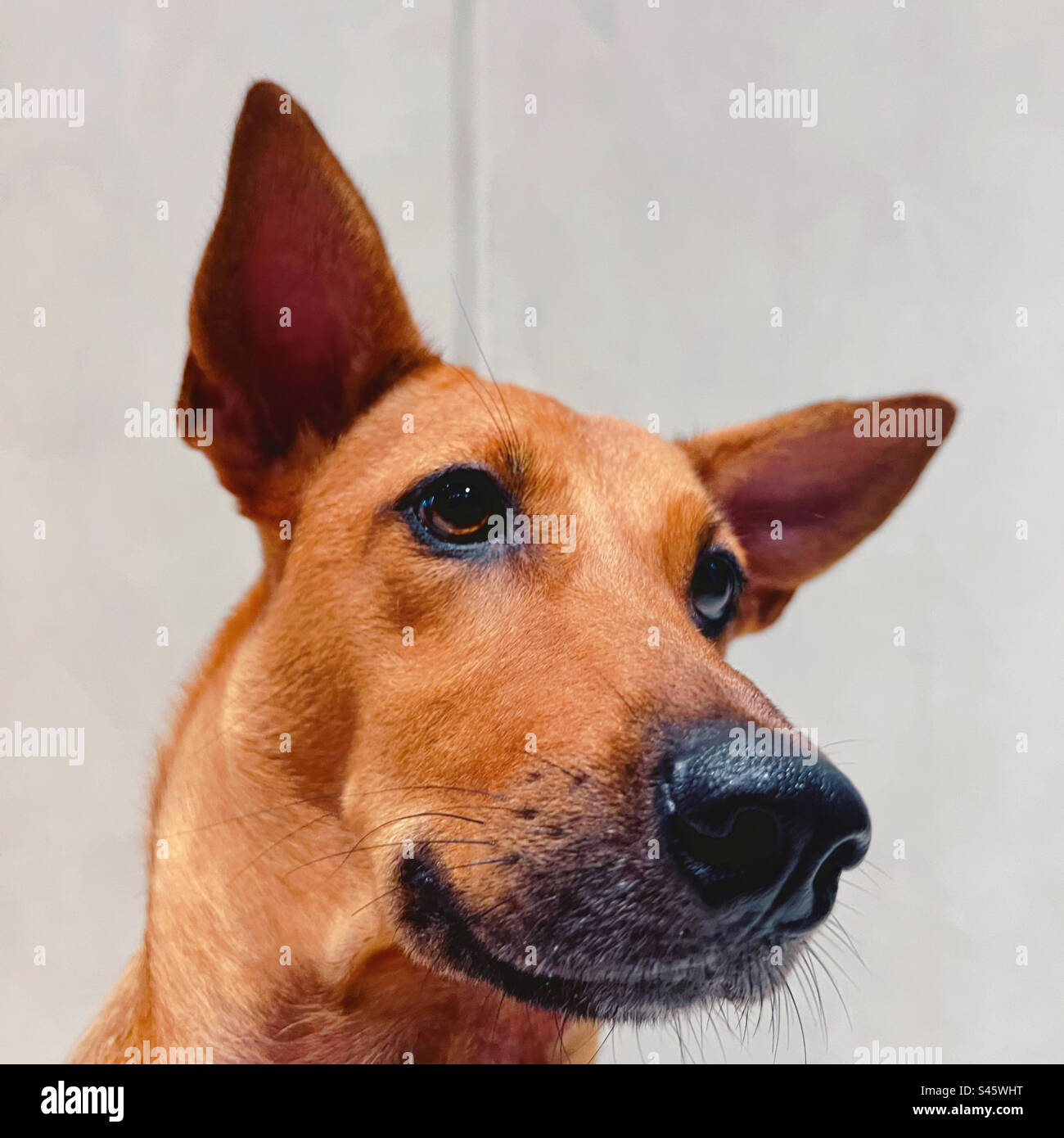 Domestic shorthair dog hi-res stock photography and images - Alamy