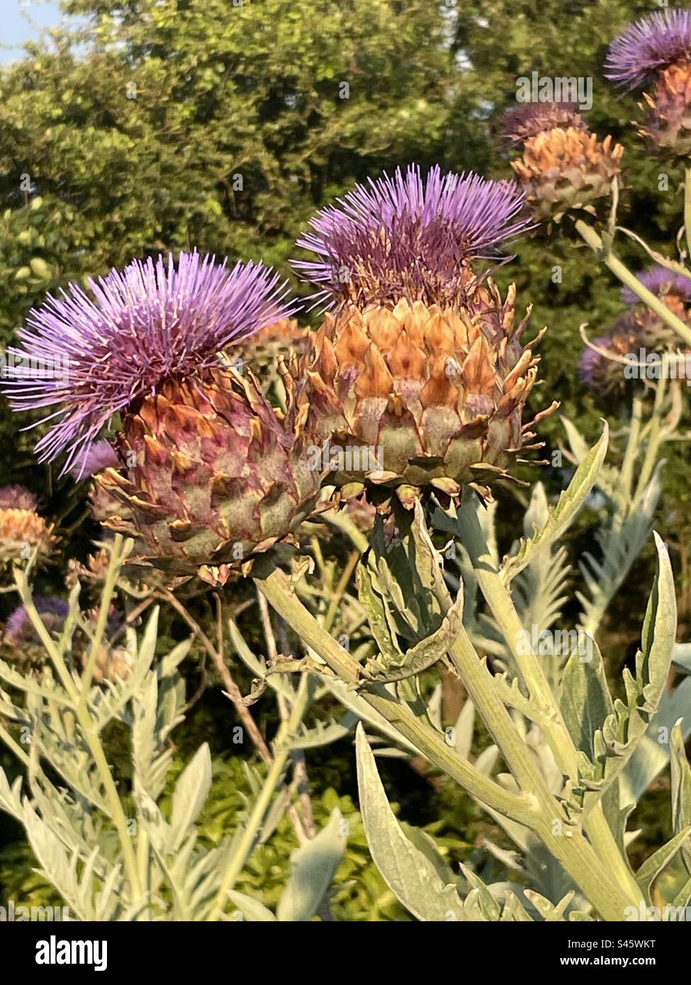 Giant thistles in full flower on a summers day Stock Photo - Alamy