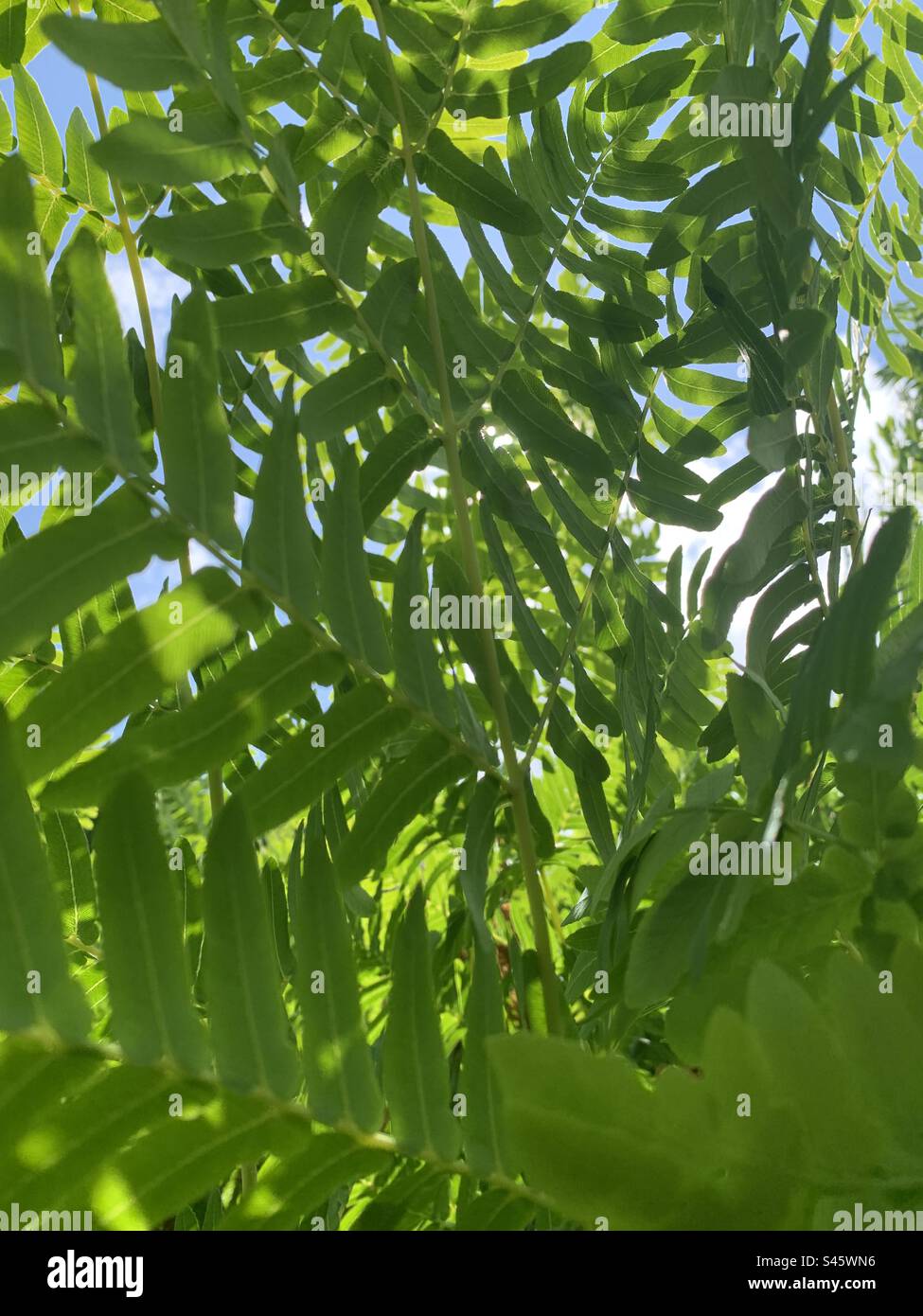 Jungle foliage backdrop hi-res stock photography and images - Alamy