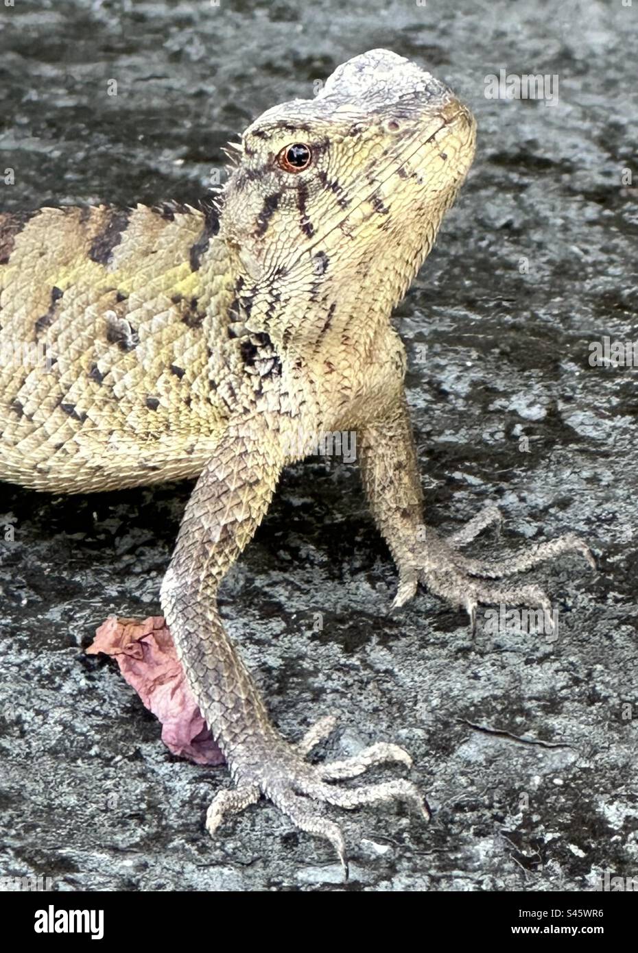 Scaly lizard hi-res stock photography and images - Alamy