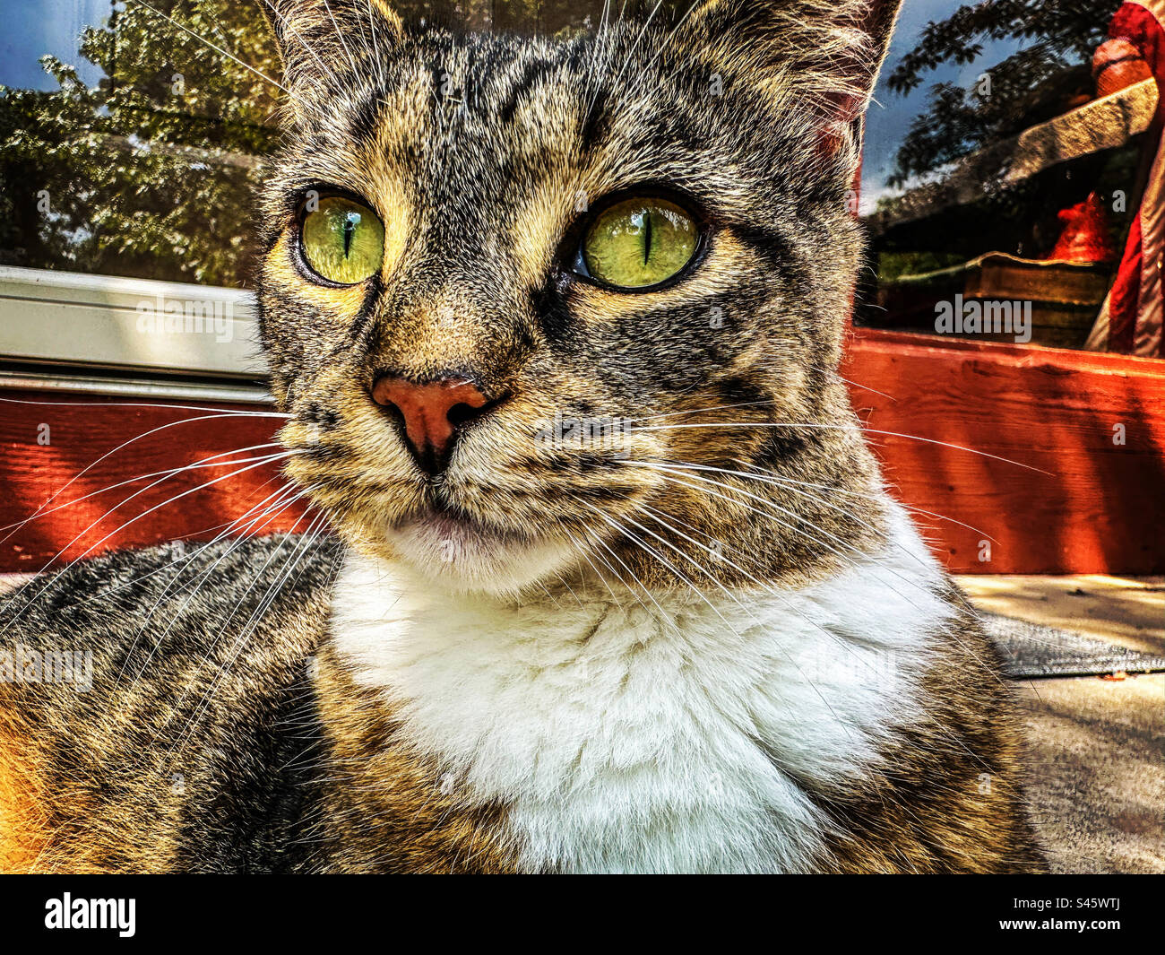 Dramatic tabby cat portrait Stock Photo - Alamy