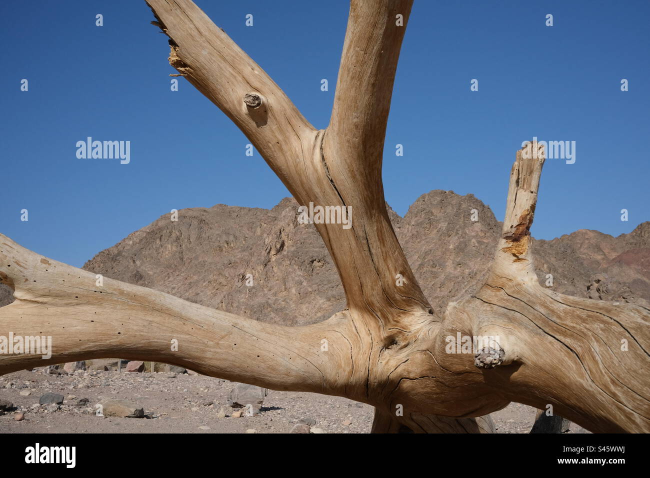 Dried tree in the desert Stock Photo - Alamy