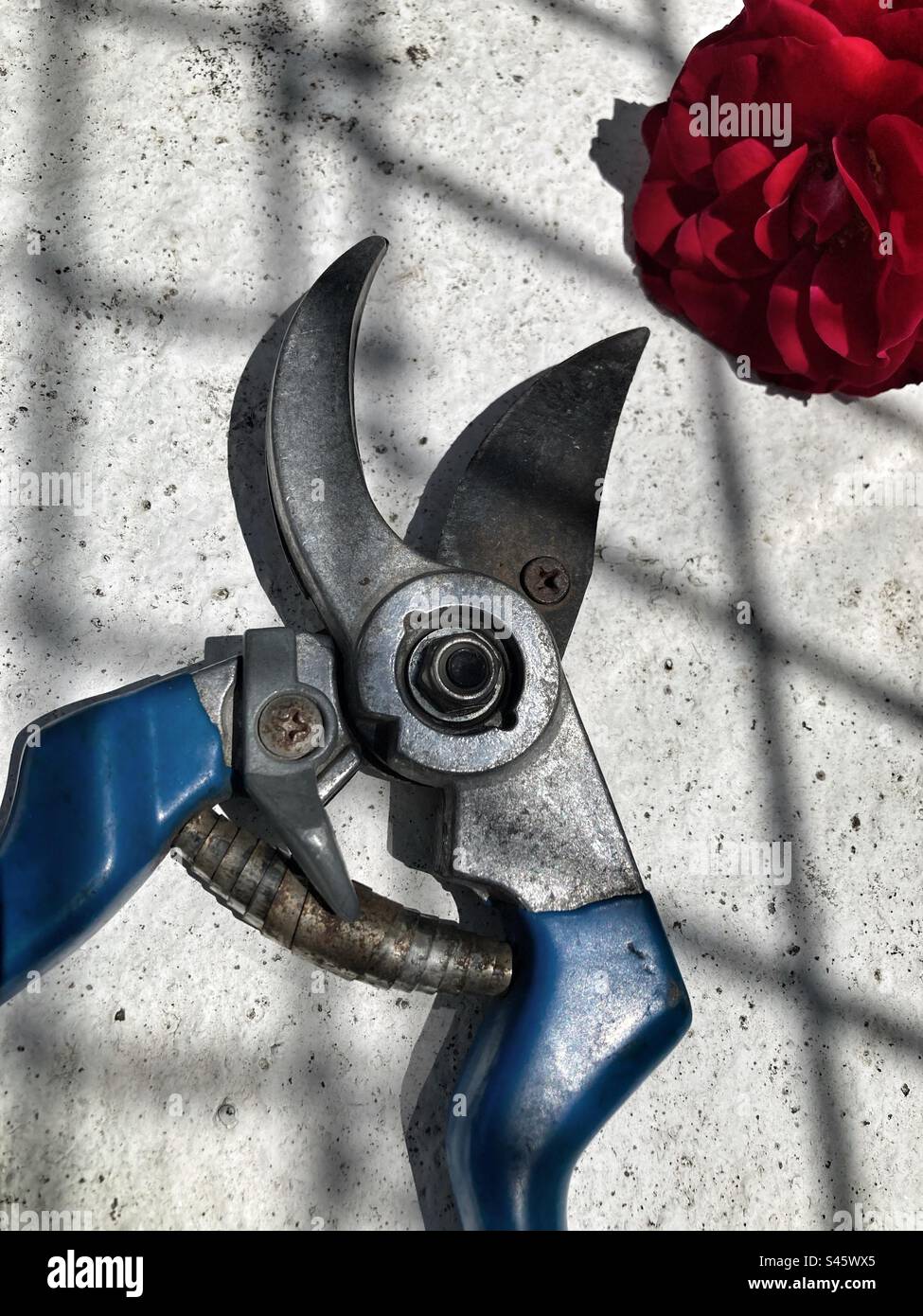 Close-up of garden scissors and red rose isolated Stock Photo - Alamy