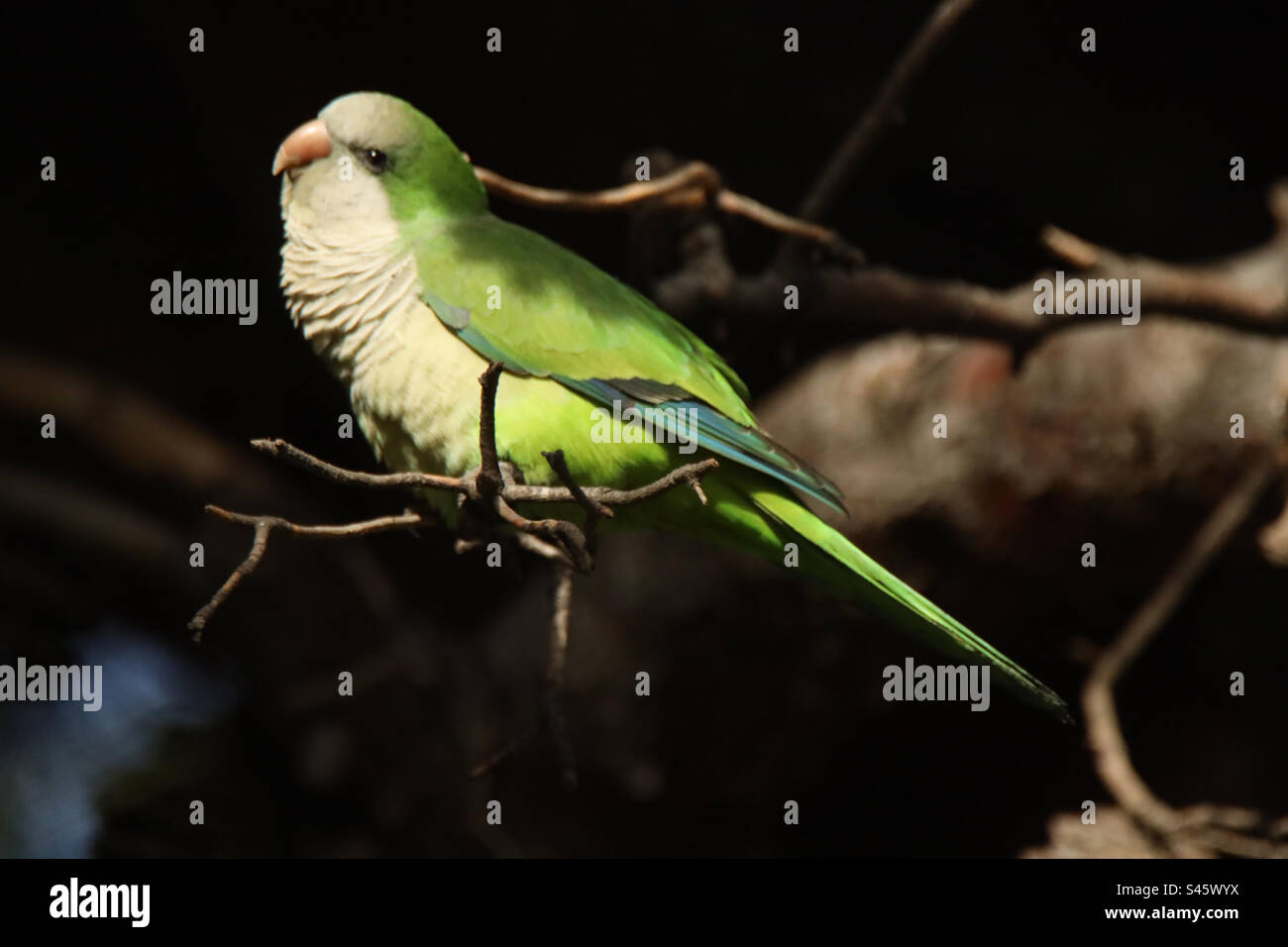 Parrocchetto verde hi-res stock photography and images - Alamy