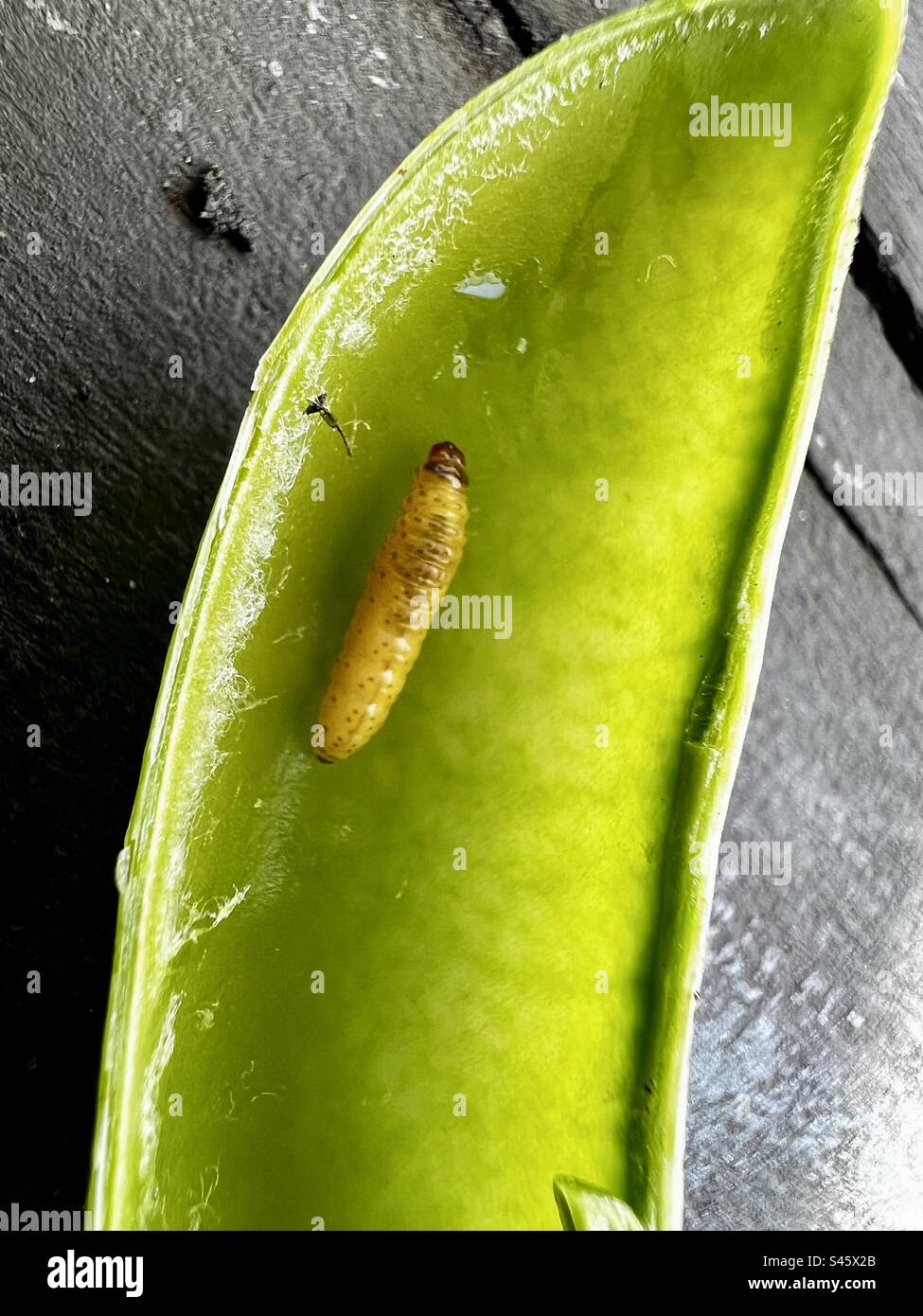 Worm plant hi-res stock photography and images - Alamy