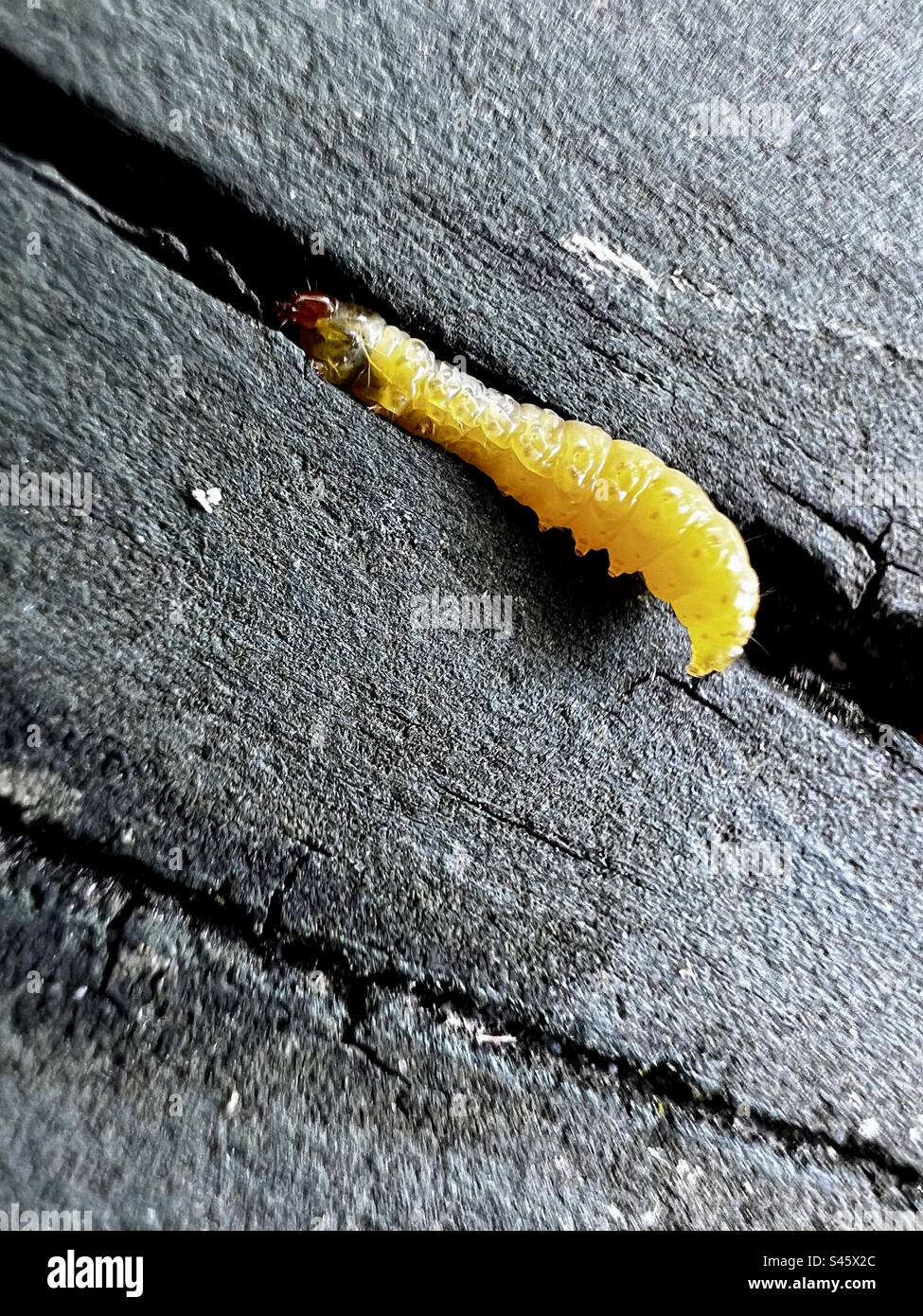 Yellow worm hi-res stock photography and images - Alamy