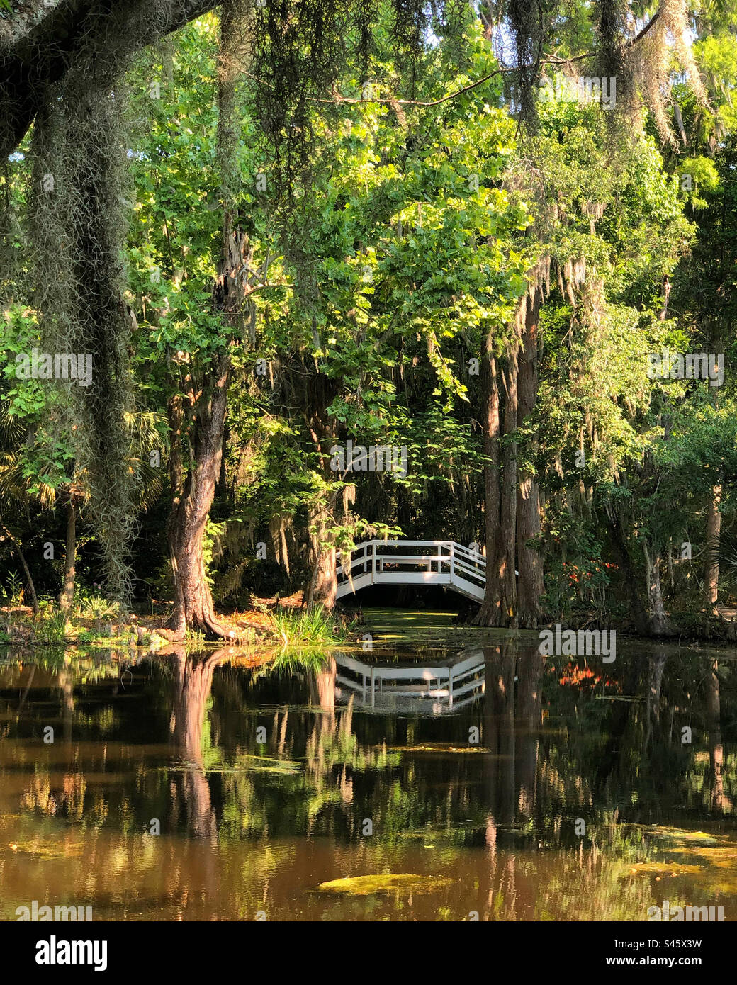 Swamp reflection hi-res stock photography and images - Alamy