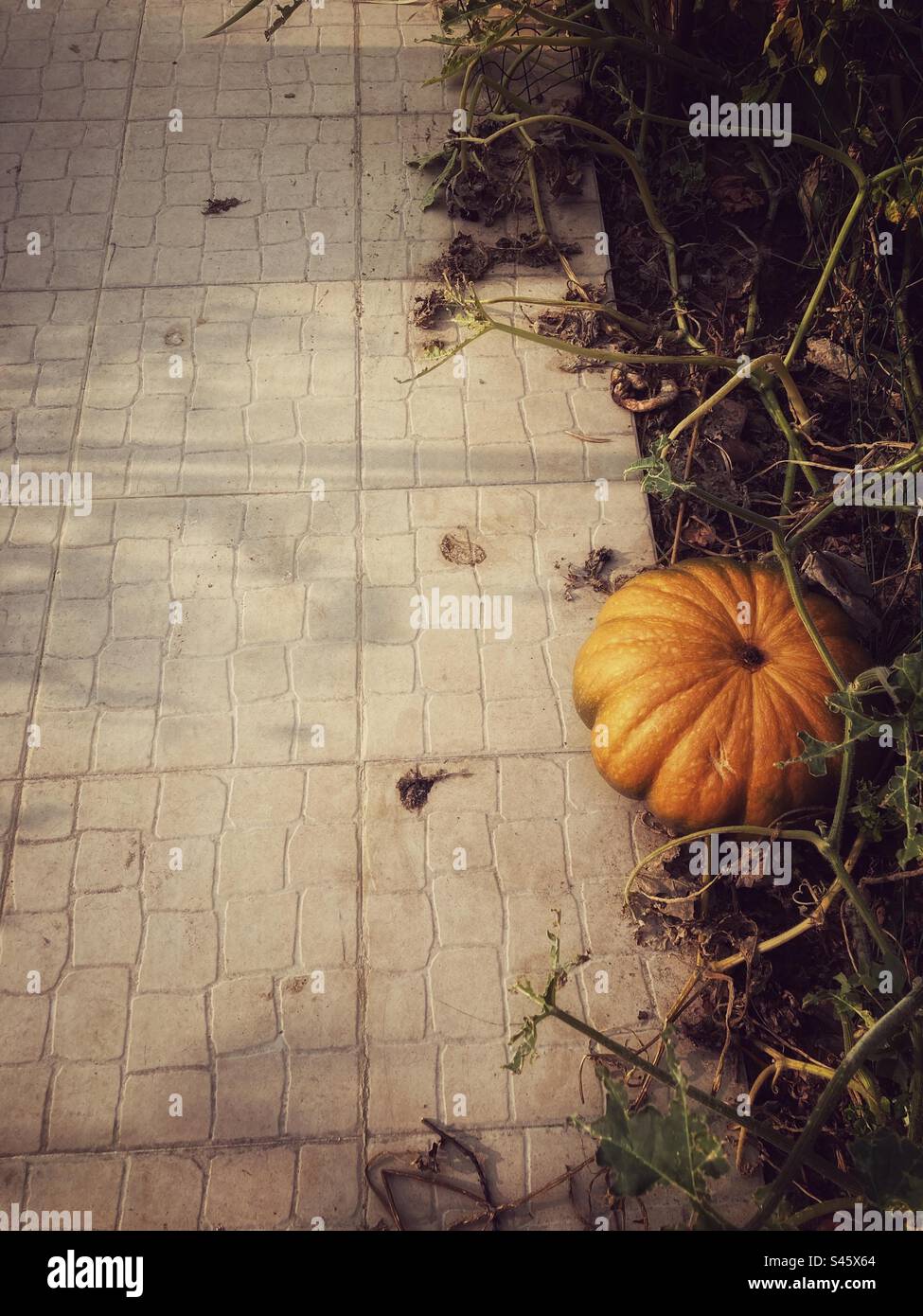 Pumpkin near the foot path in farm on south of Portugal,and other ...