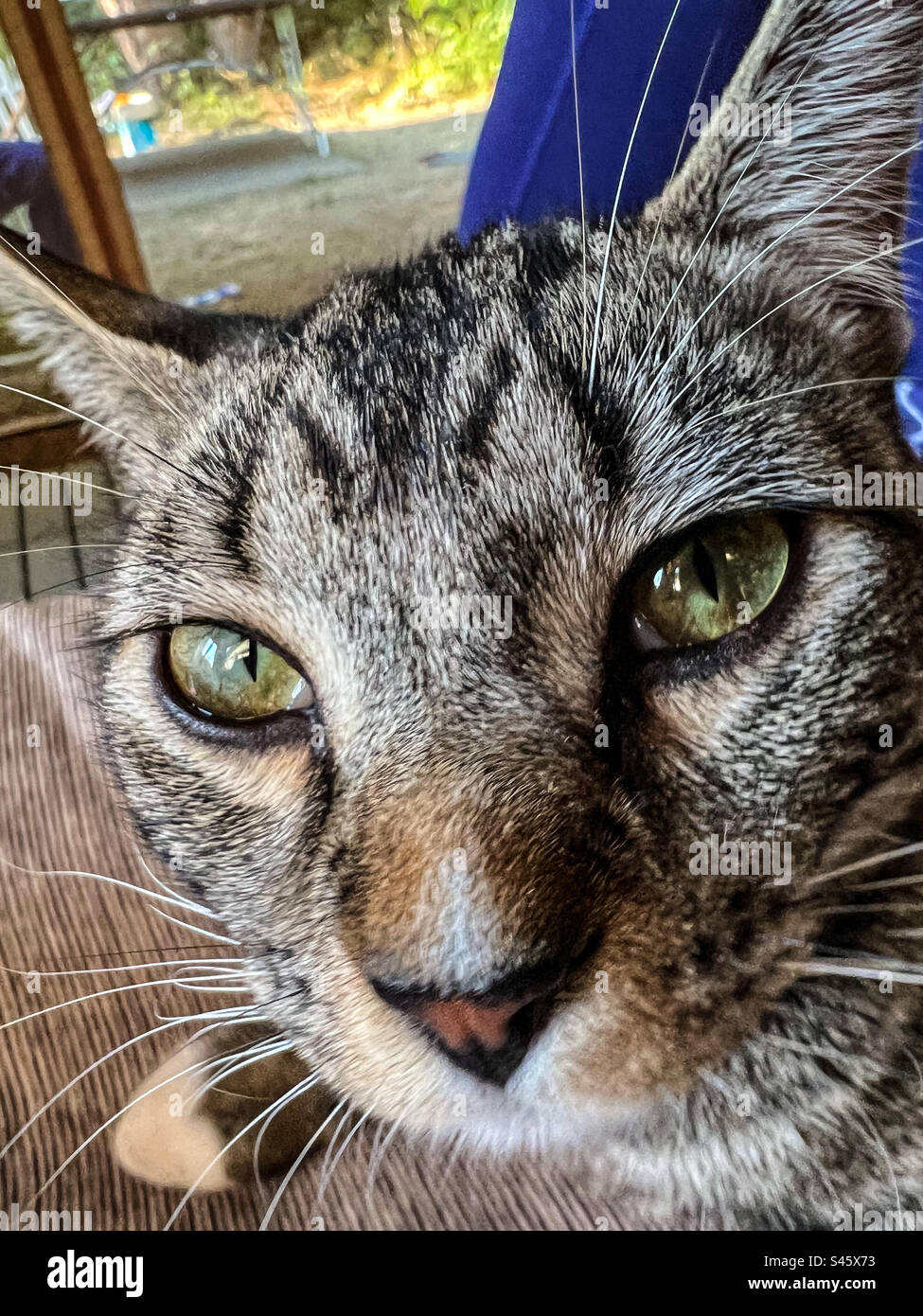 Whiskets hi-res stock photography and images - Alamy