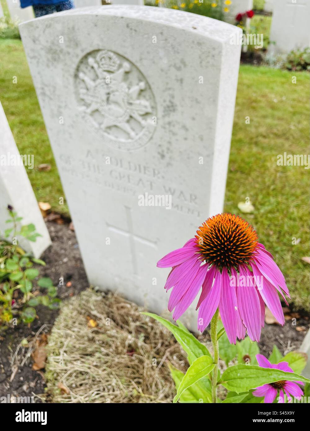 War flower hi-res stock photography and images - Alamy