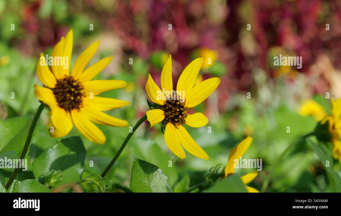 Yellow tropical flowers hi-res stock photography and images - Alamy