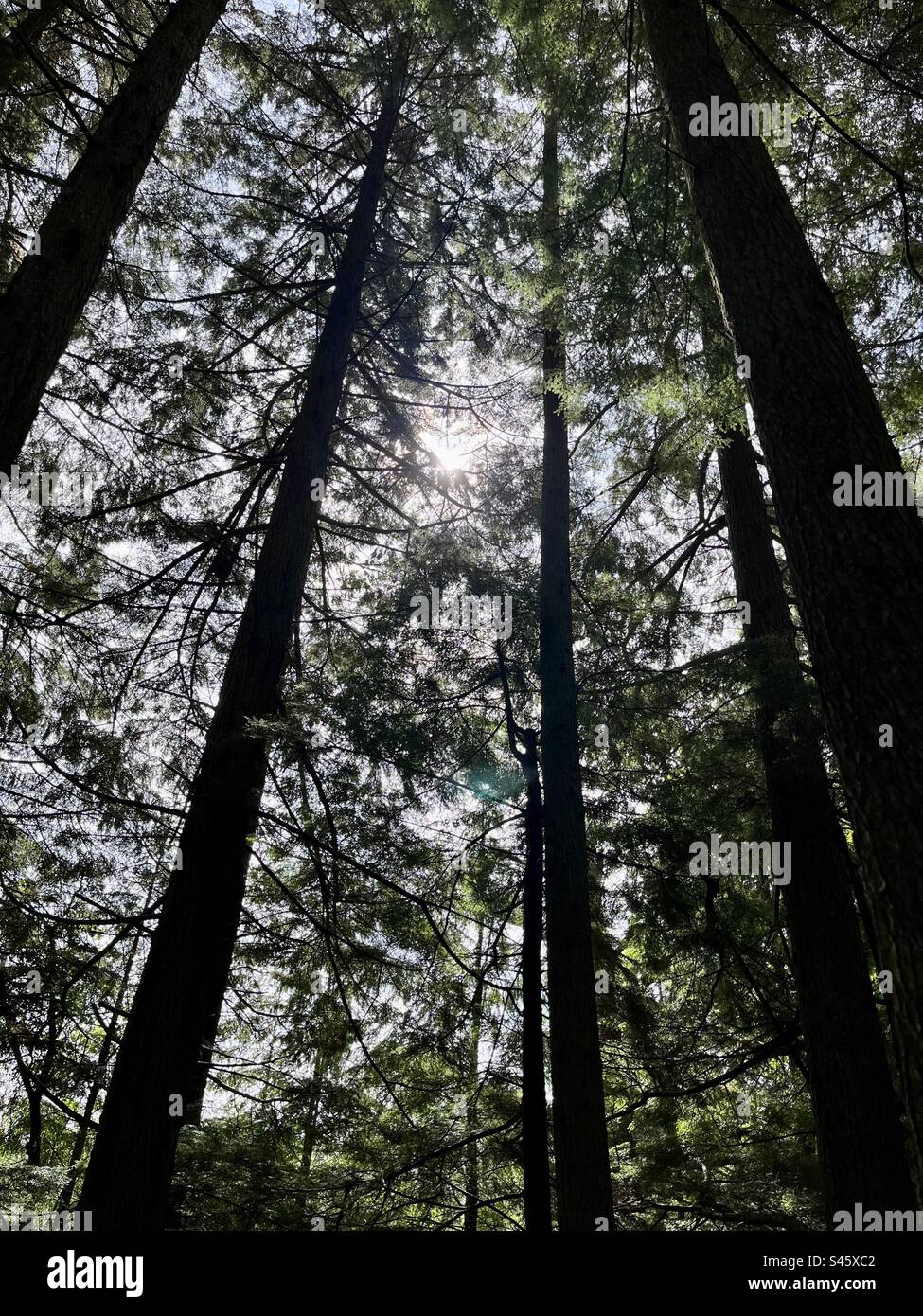 Light peering into the dark. Tall forest trees reaching for the sun ...