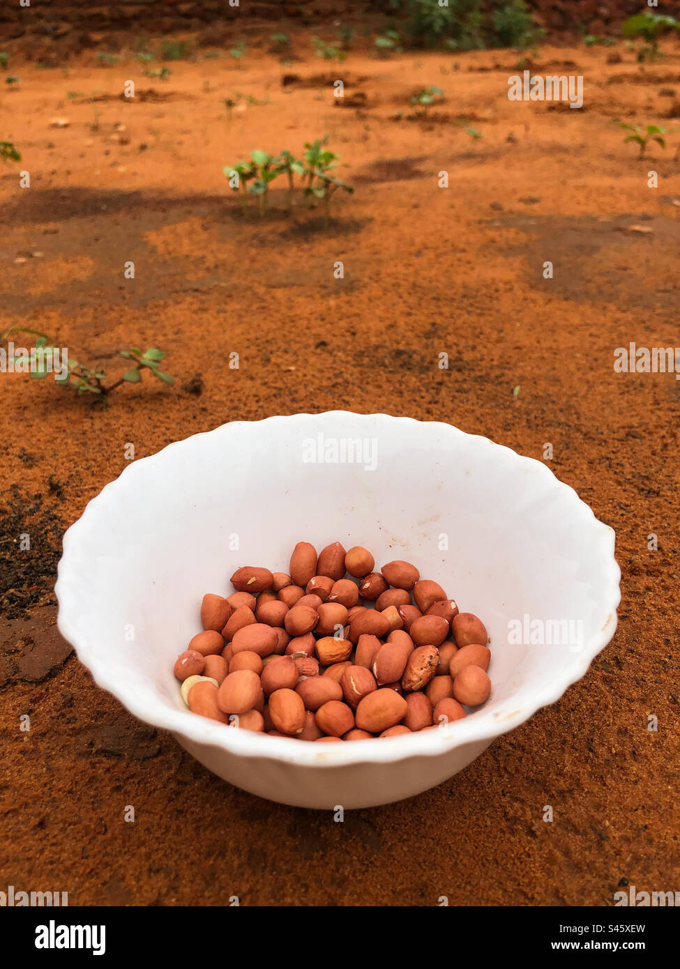 The traditional way of growing peanuts Stock Photo - Alamy
