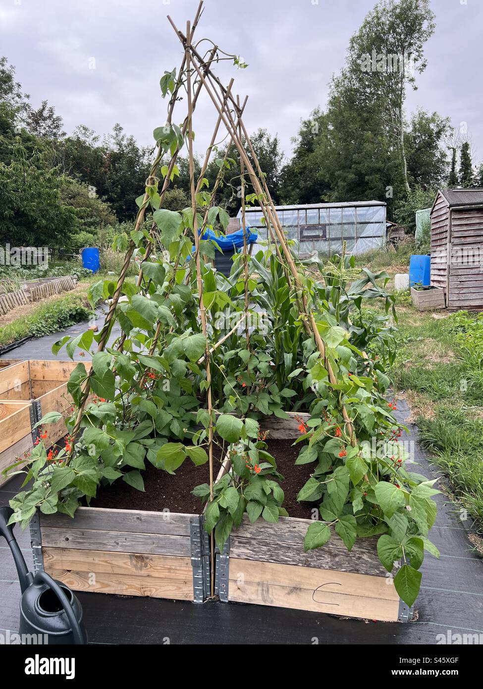 Runner beans tripod hi-res stock photography and images - Alamy